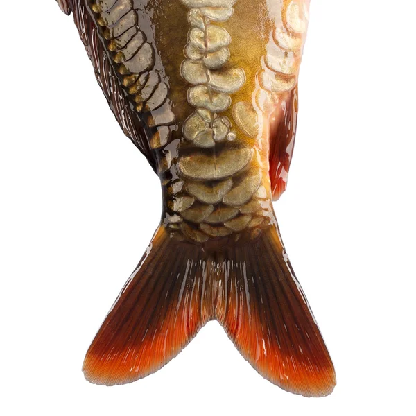 The tail of the fish carp isolated on white background Stock Photo by ...