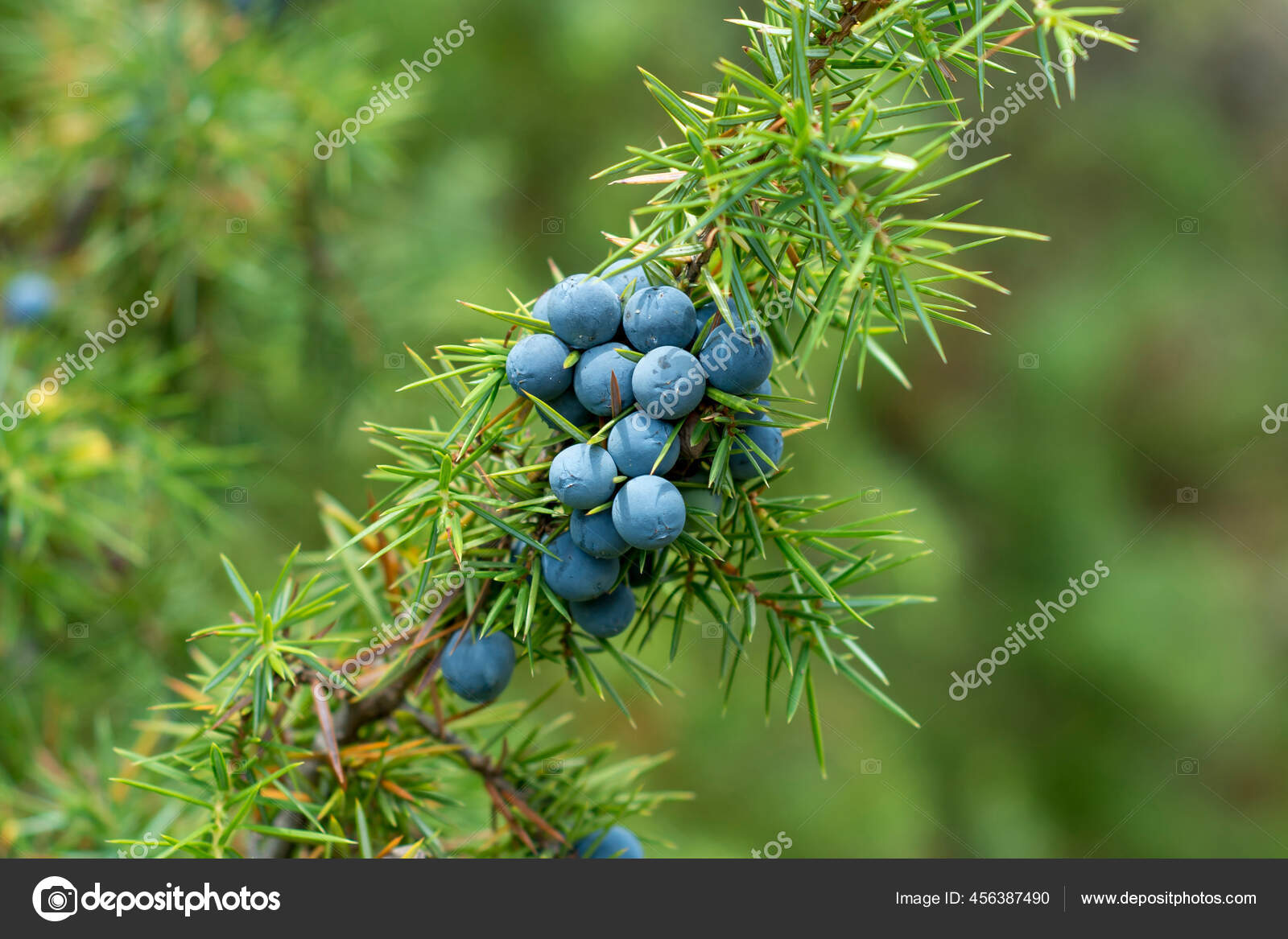 Juniperus Communis Tree