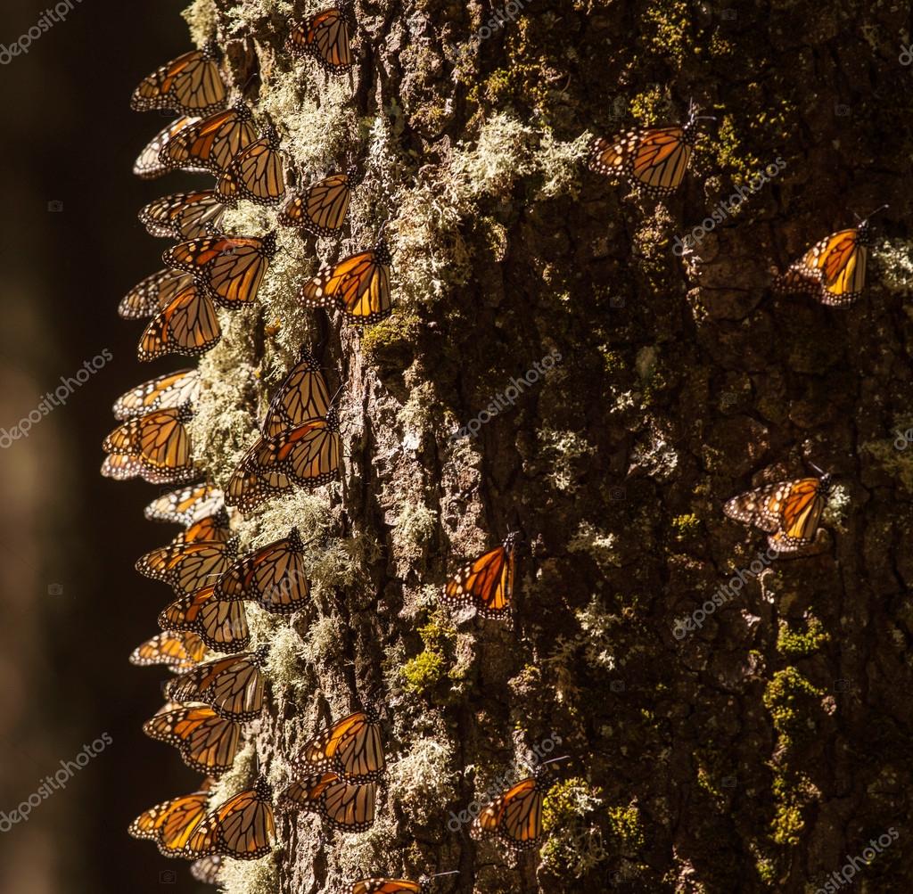 Mariposa monarca en el tronco del árbol 2025