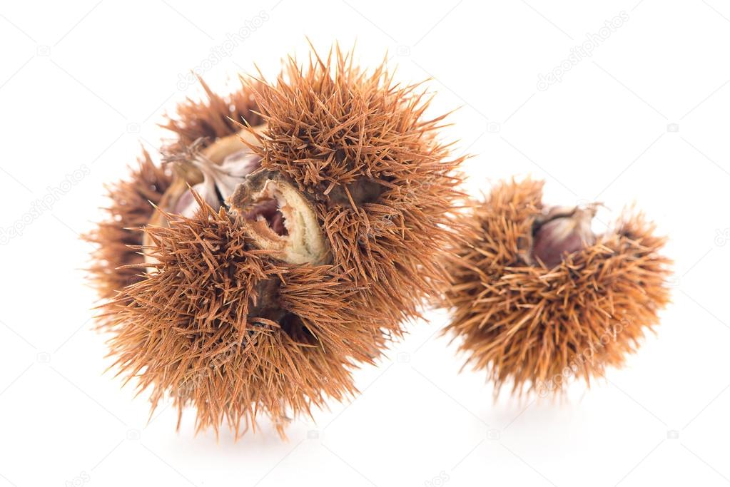 Chestnuts with shell Stock Photo by ©homydesign 93380620