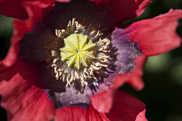 Vallmo kapslar Stockfotografier, royaltyfria Vallmo kapslar bilder ...