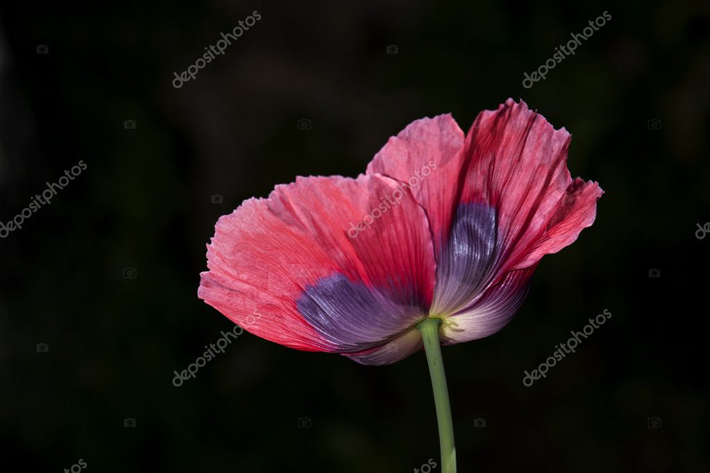 Color opium poppy flower — Stock Photo © flysnow #82376192