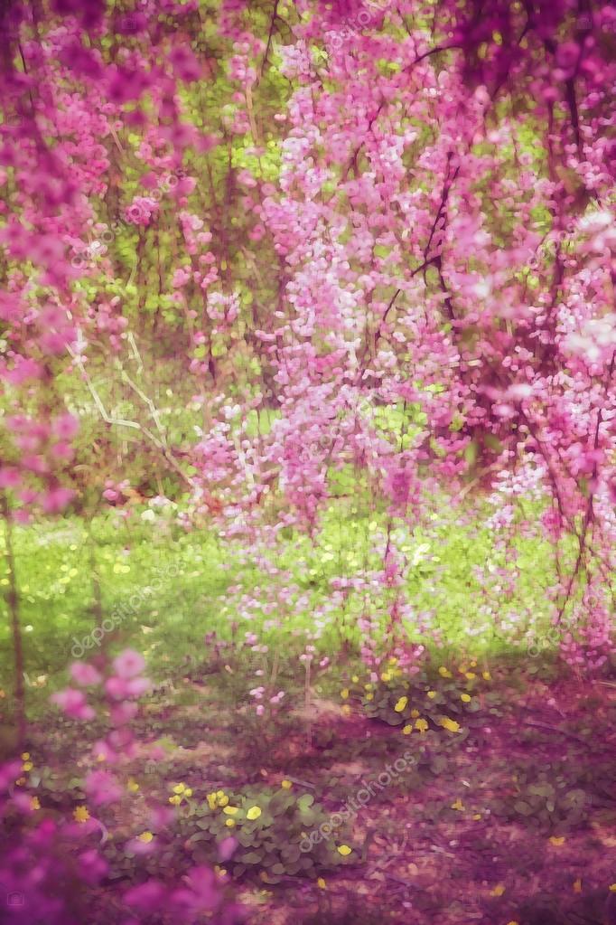 Cherry Blossom Backdrop — Stock Photo © littleny #73558131