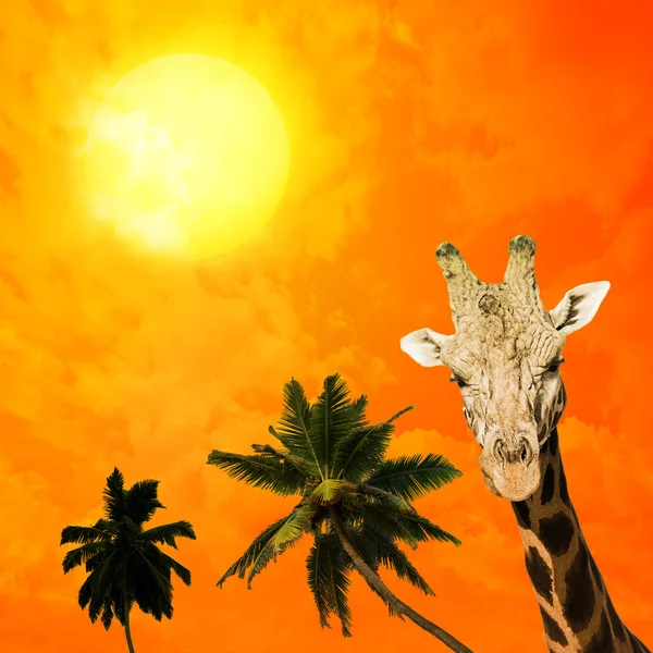 Yellow giraffe Images, Royalty-free Stock Yellow giraffe Photos ...