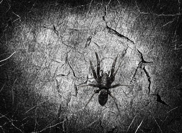 Spider texture Images - Search Images on Everypixel