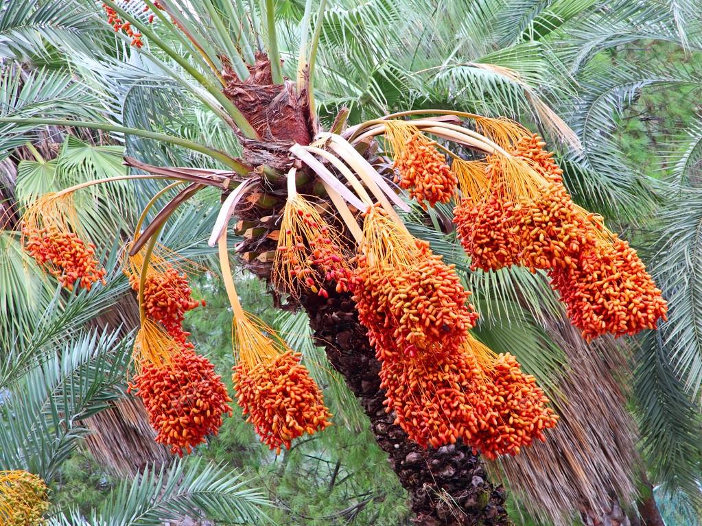 Dates Fruit Tree