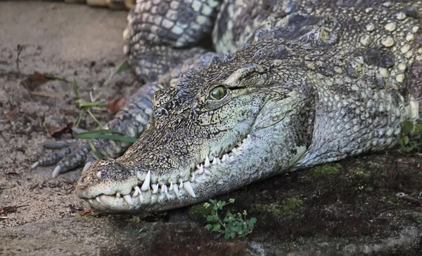 Crocodile looking Stock Photos, Royalty Free Crocodile looking Images ...