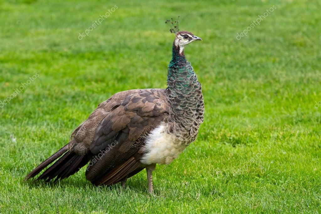 Pavo real femenino — Foto de stock #58208157 © ldelfoto