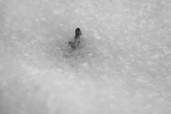 Snow death Stock Photos, Royalty Free Snow death Images | Depositphotos