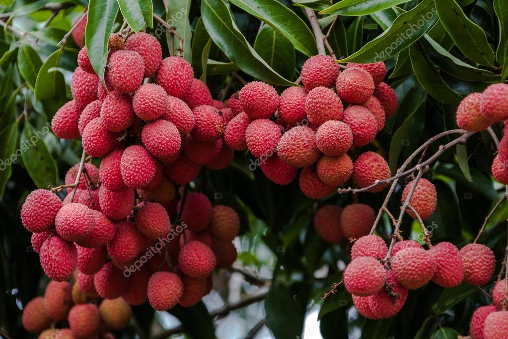 Lychees on tree Stock Photo by ©pierivb 59026867