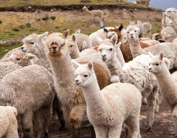 Lamas Stock Photos, Royalty Free Lamas Images | Depositphotos