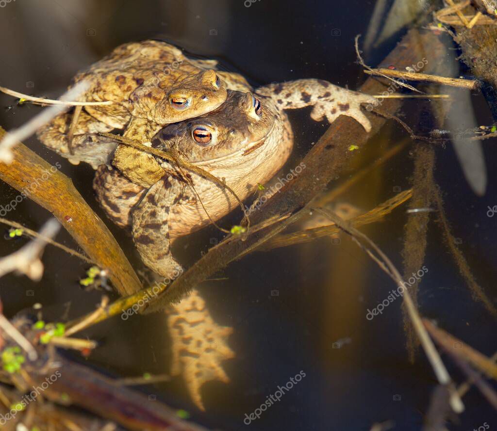 Sapo común o europeo de color marrón, sapos de apareamiento en el ...
