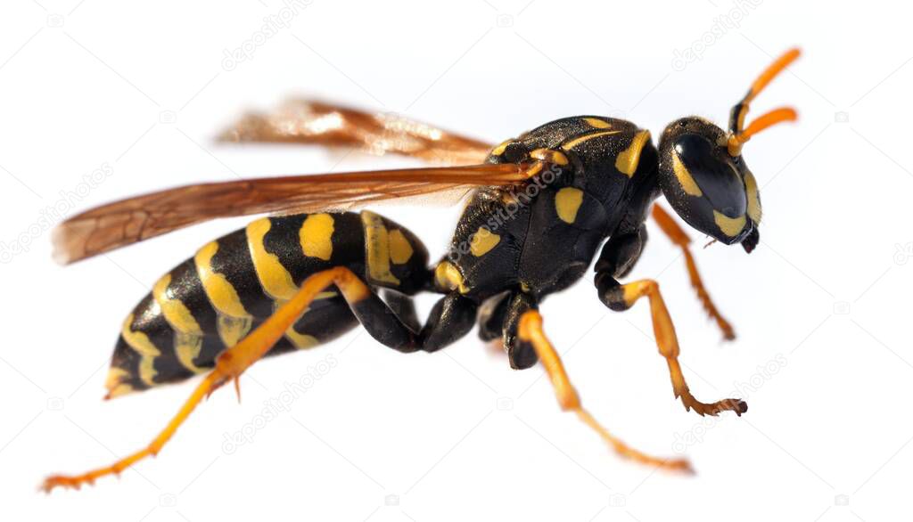Avispa común europea Avispa alemana o chaqueta amarilla alemana aislada ...