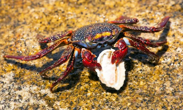 Crab red eyes protecting nest Stock Photos, Royalty Free Crab red eyes ...