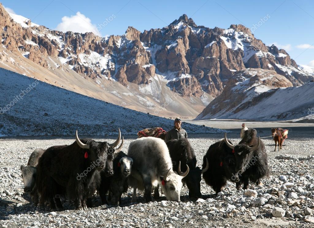 Group of yaks in the great himalayan mountains – Stock Editorial Photo © prudek #76271011