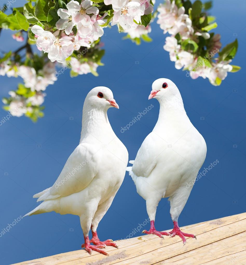Two white pigeon on flowering background Stock Photo by ©prudek 83739304