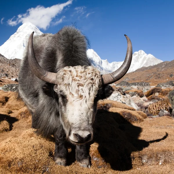 Close up wild yak in Himalaya mountains, Nepal — Stock Photo ...
