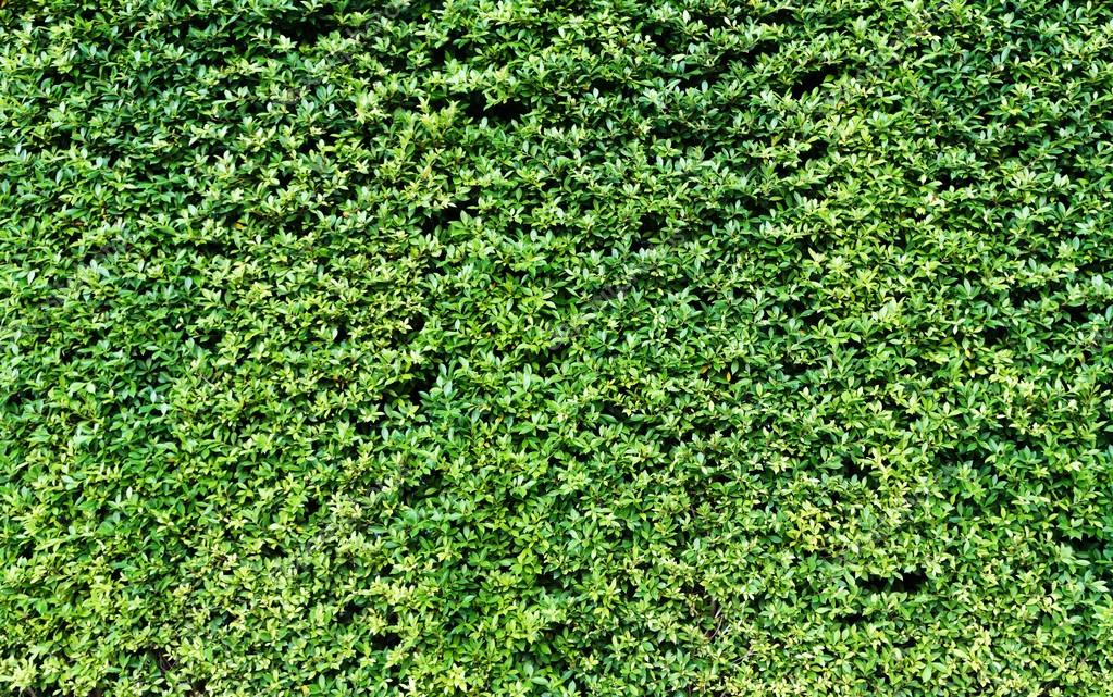 Green grass wall background texture Stock Photo by ©prapass 86325038