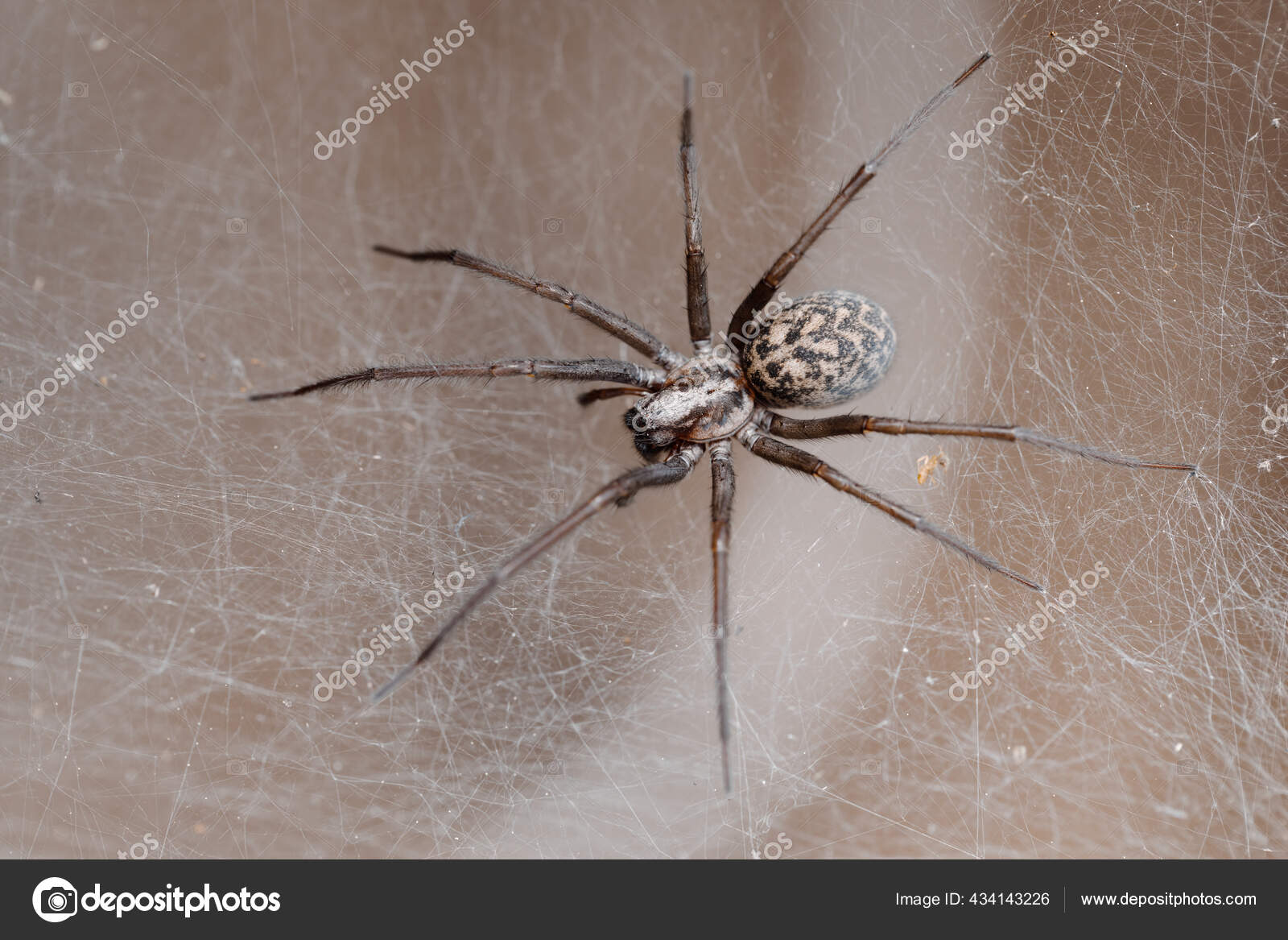 Common Spider Liocranum Rupicola Species Spider Liocranidae Family ...