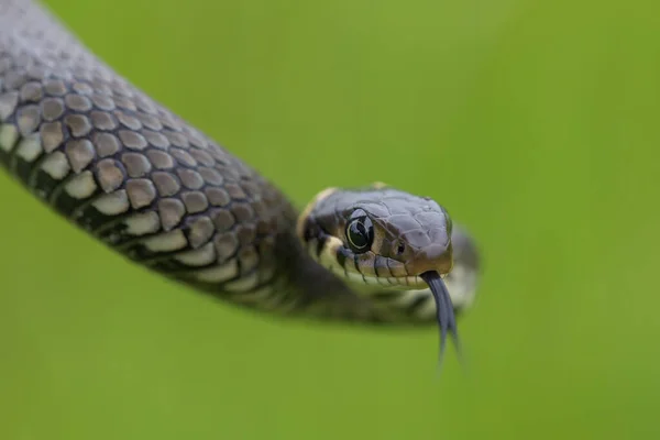 Small snake Stock Photos, Royalty Free Small snake Images | Depositphotos