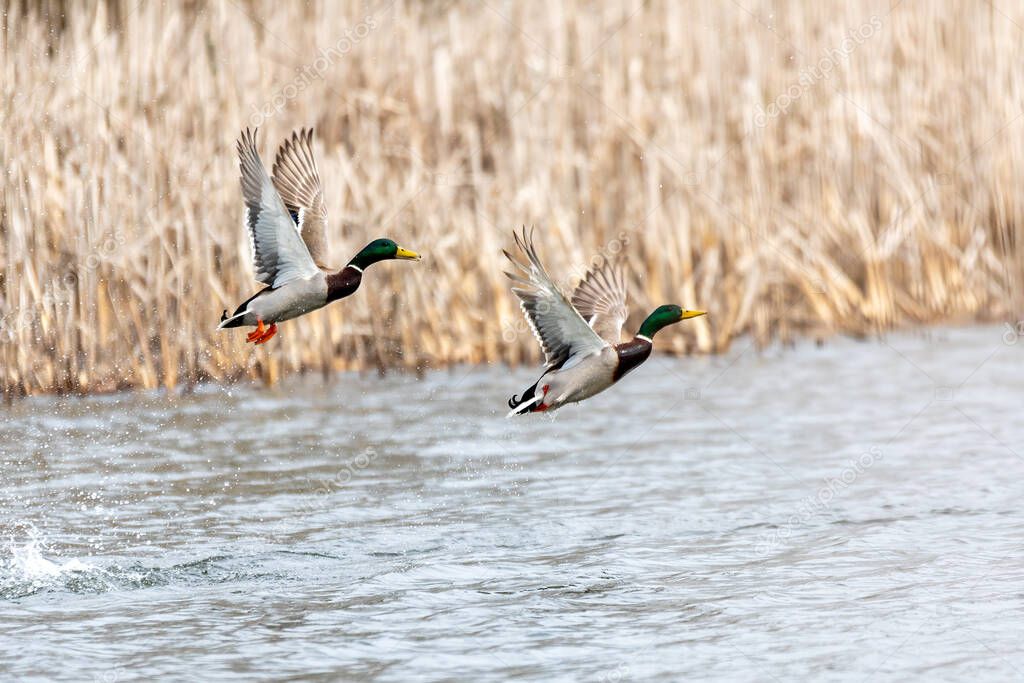 Un par de patos volando sobre el estanque. ánade real de aves ...