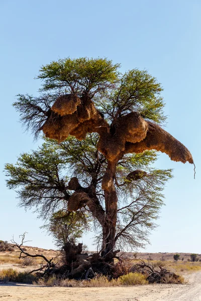 Namibian nature Stock Photos, Royalty Free Namibian nature Images ...
