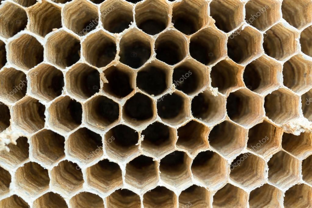 Wasp nest texture background — Stock Photo © artush #73829439
