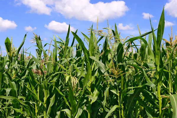 Jilote de maíz en el tallo — Foto de stock © smereka #122502420