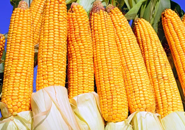 Jilote de maíz en el tallo — Foto de stock © smereka #122502420