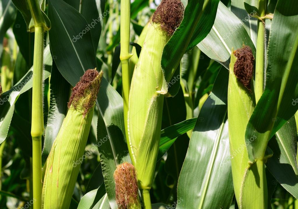Oreja de maíz joven en el tallo — Foto de stock #122502420 © smereka