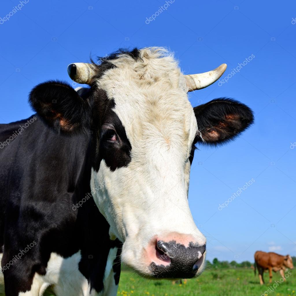 Una cabeza de vaca cerca contra un pasto en un paisaje rural. 2022