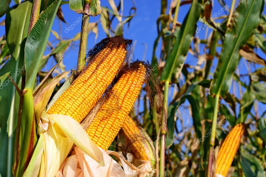 Ripe corn in the rural landscape. Stock Photo by ©smereka 124060584