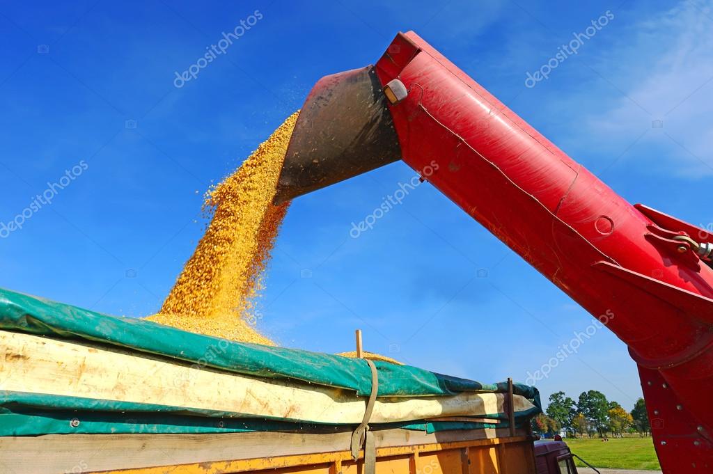 Overloading of maize from the hopper to the tractor vehicle Stock Photo ...