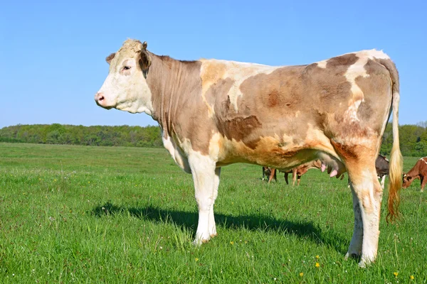 French simmental Stock Photos, Royalty Free French simmental Images ...