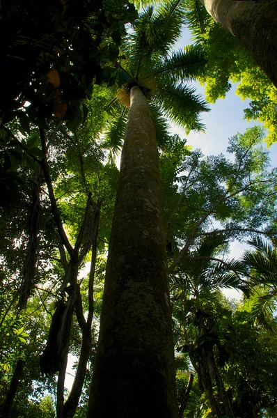 Mysore Fig Tree Stock Photo by ©sorsillo 103756190