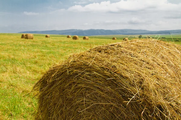 heno en los campos italianos — Foto de stock © sarymsakov #40715043