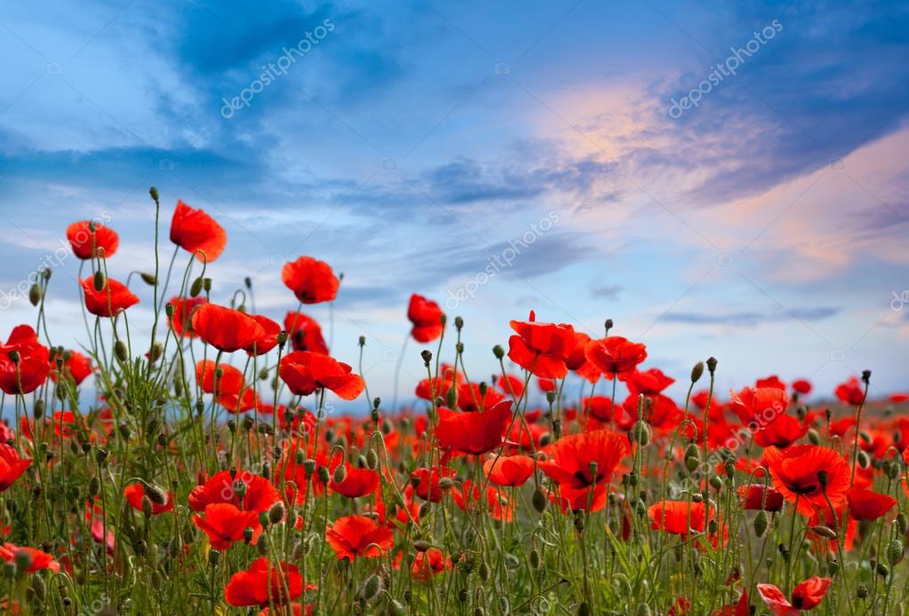 Amazing poppy field landscape against colorful sky Stock Photo by ©a ...