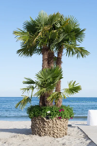 Potted palm Stock Photos, Royalty Free Potted palm Images | Depositphotos®