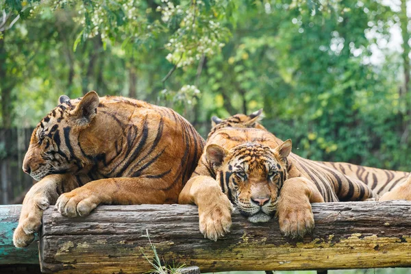 Tiget Stock Photos, Royalty Free Tiget Images | Depositphotos