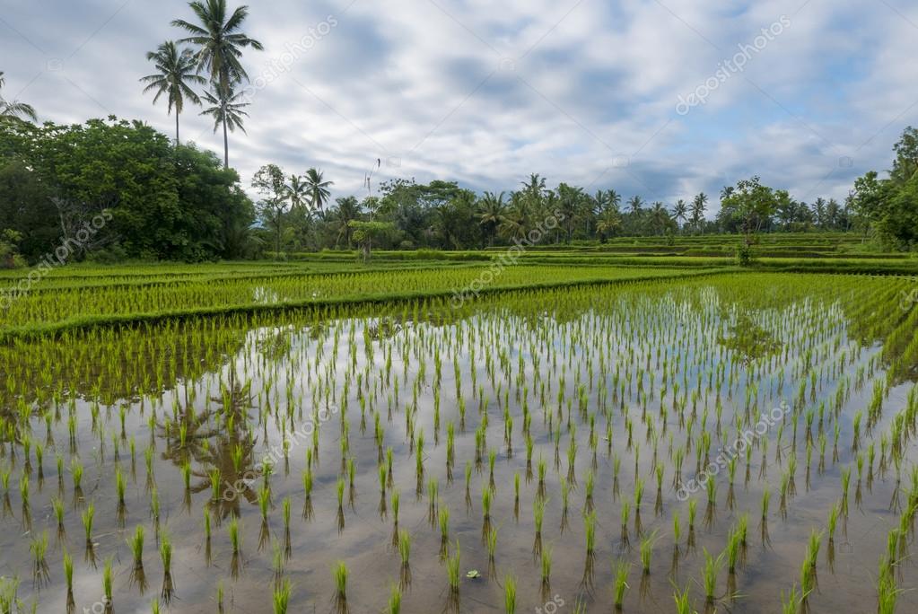Green rice fields on Bali island, Jatiluwih near Ubud, Indonesia Stock ...