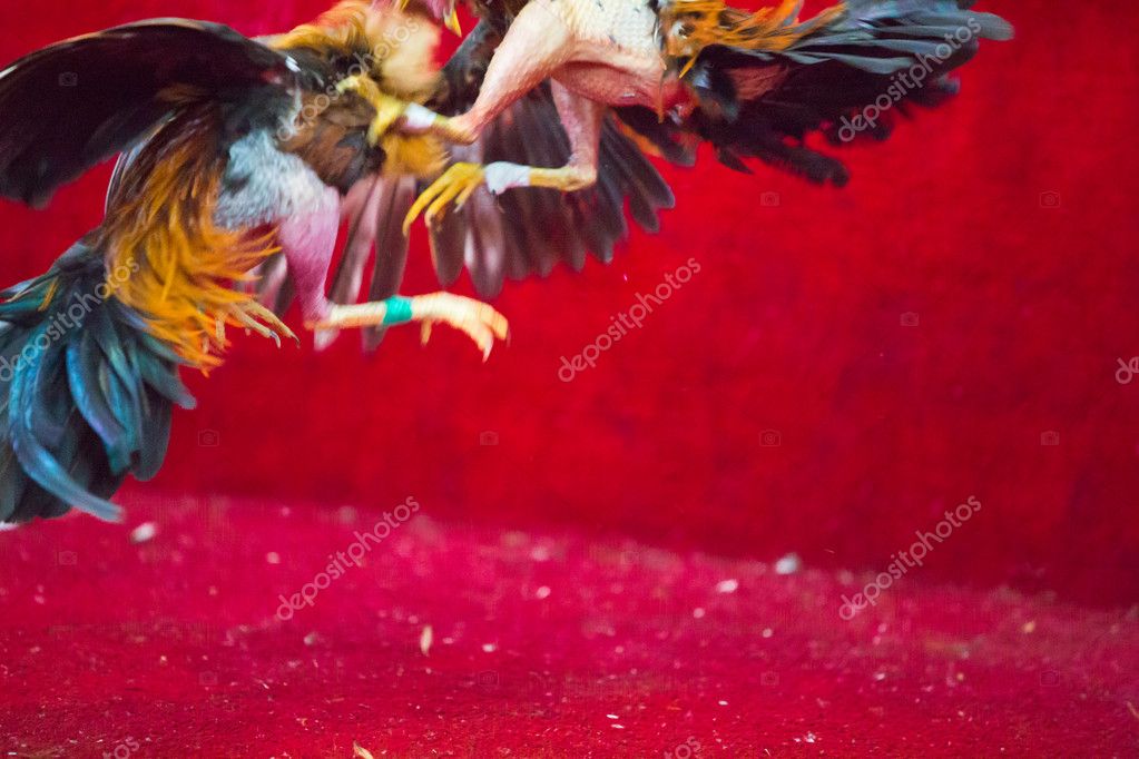 Pelea de gallos en Ecuador. Deporte popular y tradición. 2022