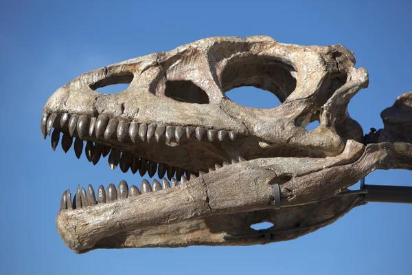 Megalosaurus Skull