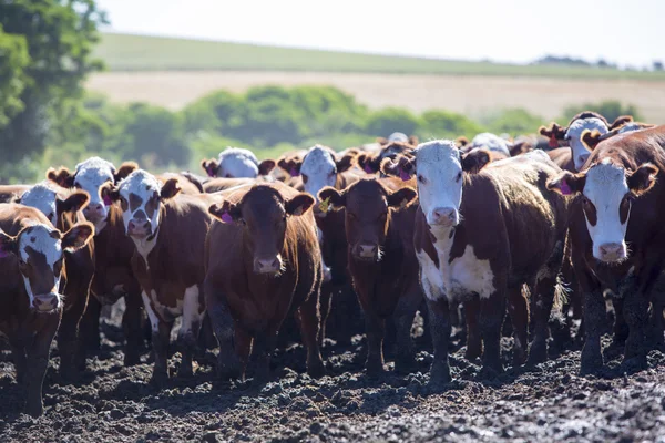 Intensive livestock farming Stock Photos, Royalty Free Intensive ...