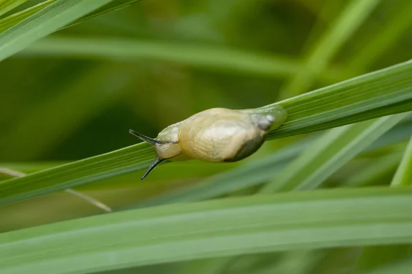 Rice field snails Stock Photos, Royalty Free Rice field snails Images ...