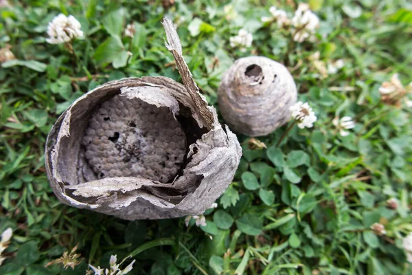 Paper wasp nest Stock Photos, Royalty Free Paper wasp nest Images ...