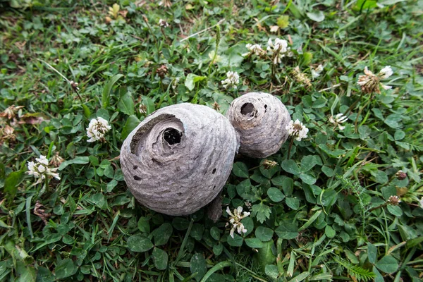 Wasp nests Stock Photos, Royalty Free Wasp nests Images | Depositphotos
