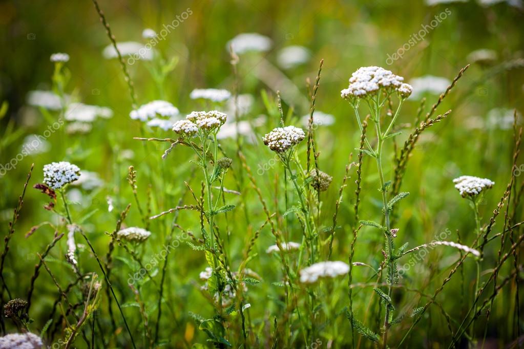 Wild Yarrow Plant