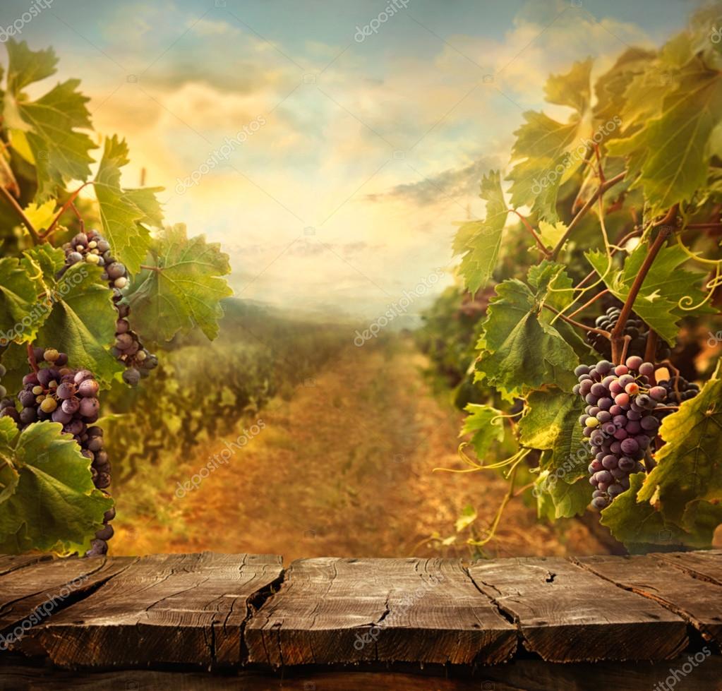 Vineyard design — Stock Photo © mythja #68842995