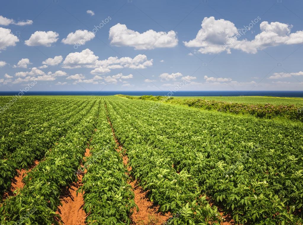 Potato field in Prince Edward Island — Stock Photo © elenathewise #64344805 Potato field in Prince Edward Island — Stock Photo © elenathewise #64344805