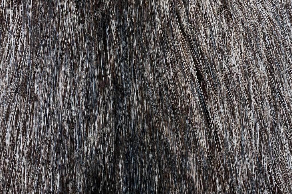 Racoon fur texture — Stock Photo © Bastetamon #64007735